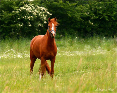 Oakland Ponys - Zuchstuten - Felia